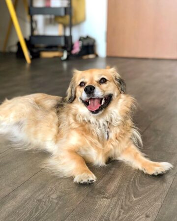 Shih Tzu Mixes: 42 Charming Crossbreeds (With Pictures!)