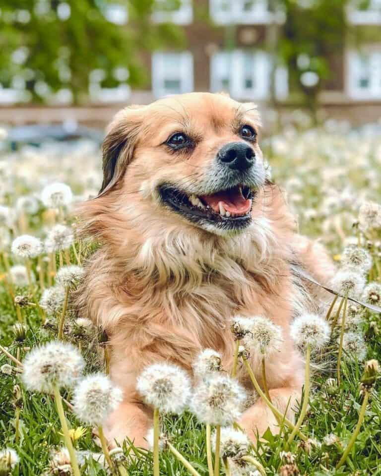 Beagle Mixes: 59 Cute Floppy-Eared Crossbreeds You'll Love