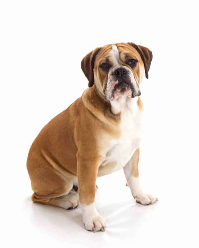 English Bulldog Mixes: 36 Adorable Crossbreeds (With Pictures)