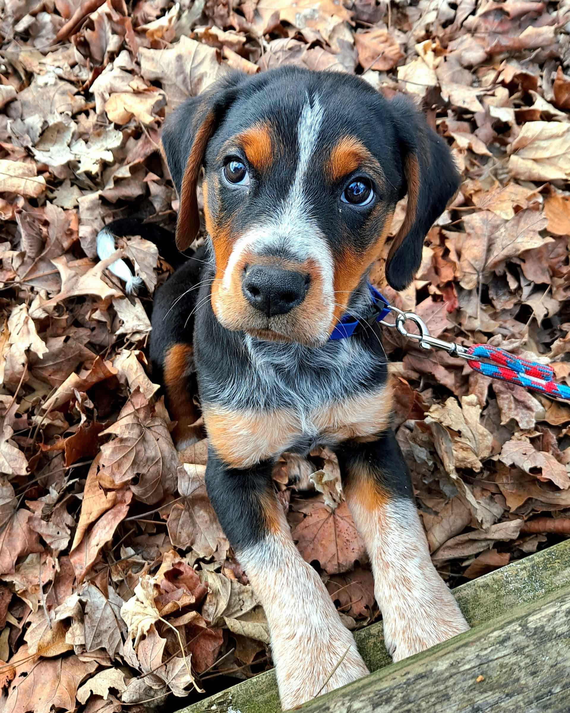 Labrador Retriever Mixes: 57 Lab Crossbreeds (With Pictures!)