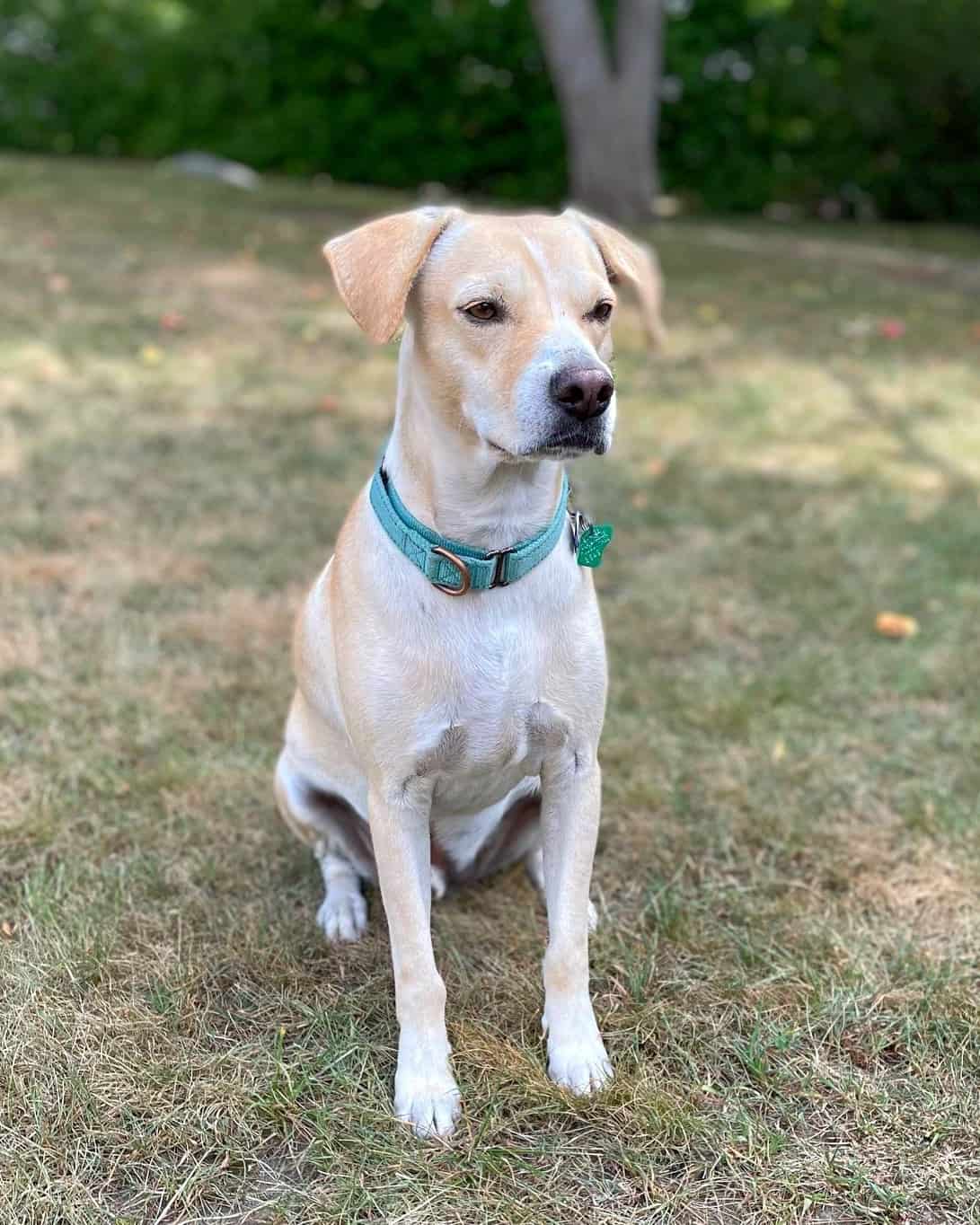 Beagle Mixes: 59 Cute Floppy-Eared Crossbreeds You'll Love