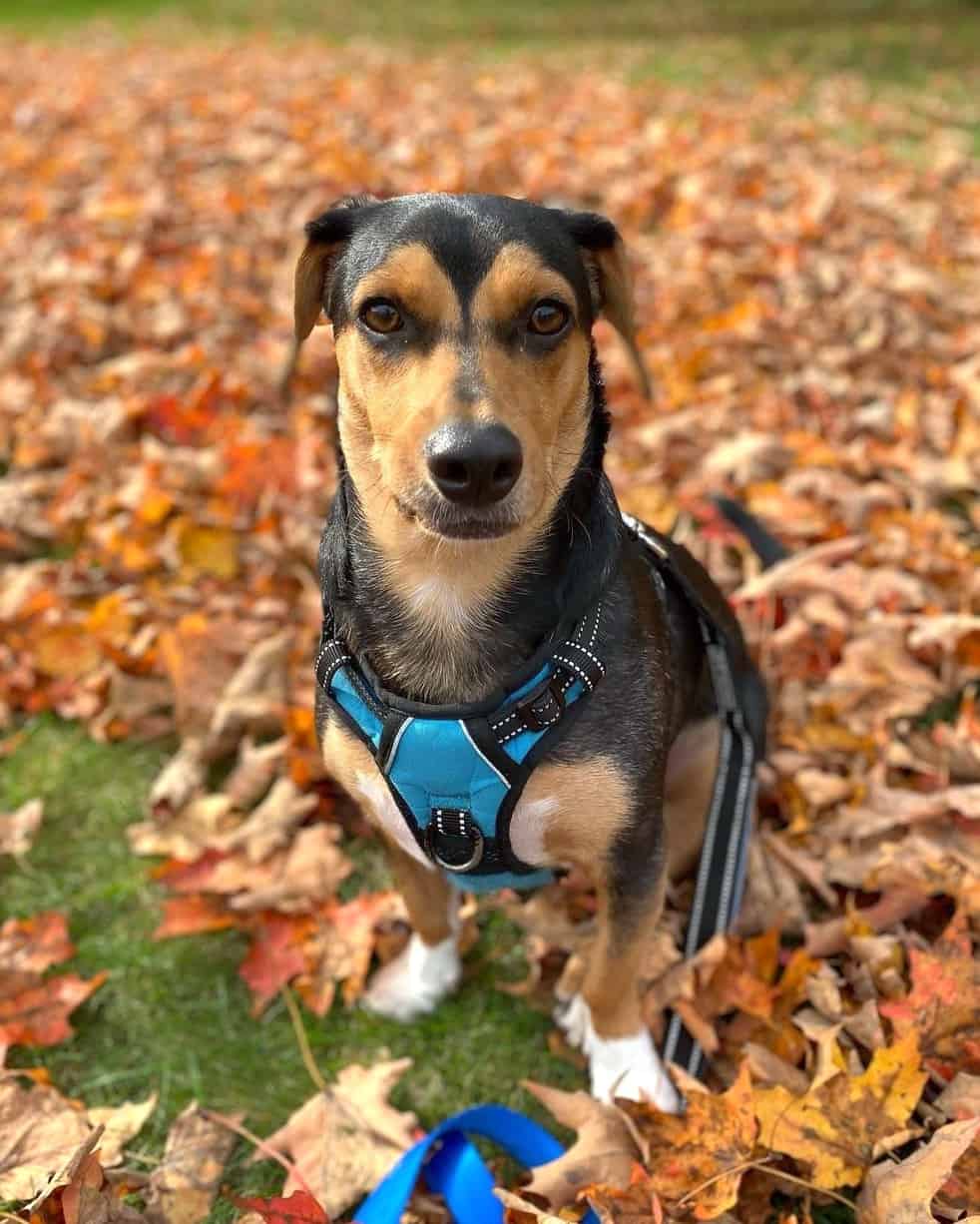 Beagle Mixes: 59 Cute Floppy-Eared Crossbreeds You'll Love