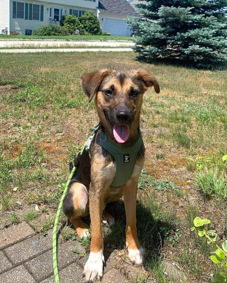 German Shepherd Mixes: 40 Gorgeous GSD Crossbreeds!