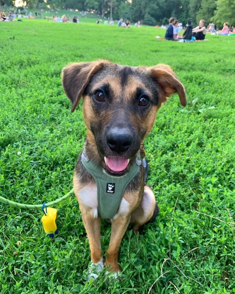 Beagle Mixes: 59 Cute Floppy-Eared Crossbreeds You'll Love