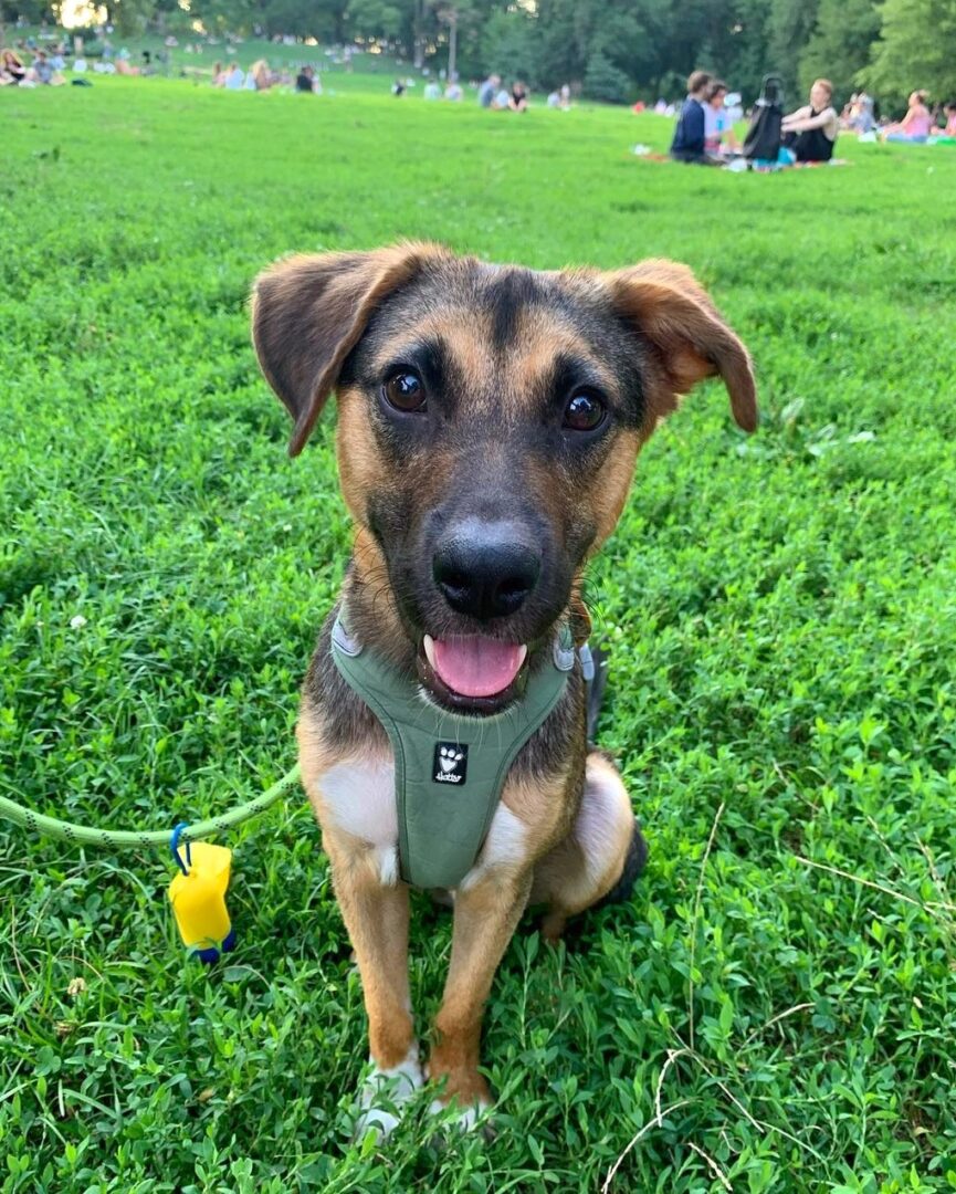 Beagle Mixes: 59 Cute Floppy-Eared Crossbreeds You'll Love