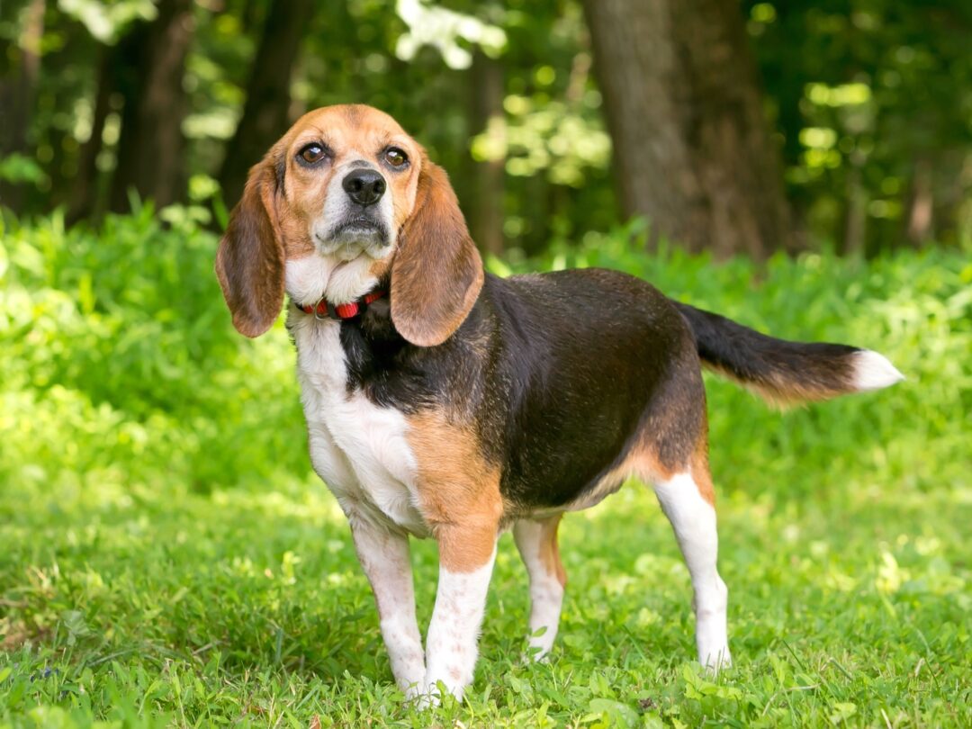 Beagle Mixes: 59 Cute Floppy-Eared Crossbreeds You'll Love