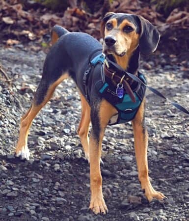 Beagle Mixes: 59 Cute Floppy-Eared Crossbreeds You'll Love