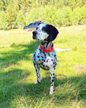 Beagle Mixes: 59 Cute Floppy-Eared Crossbreeds You'll Love