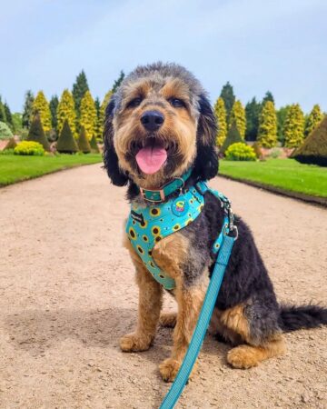 Beagle Mixes: 59 Cute Floppy-Eared Crossbreeds You'll Love