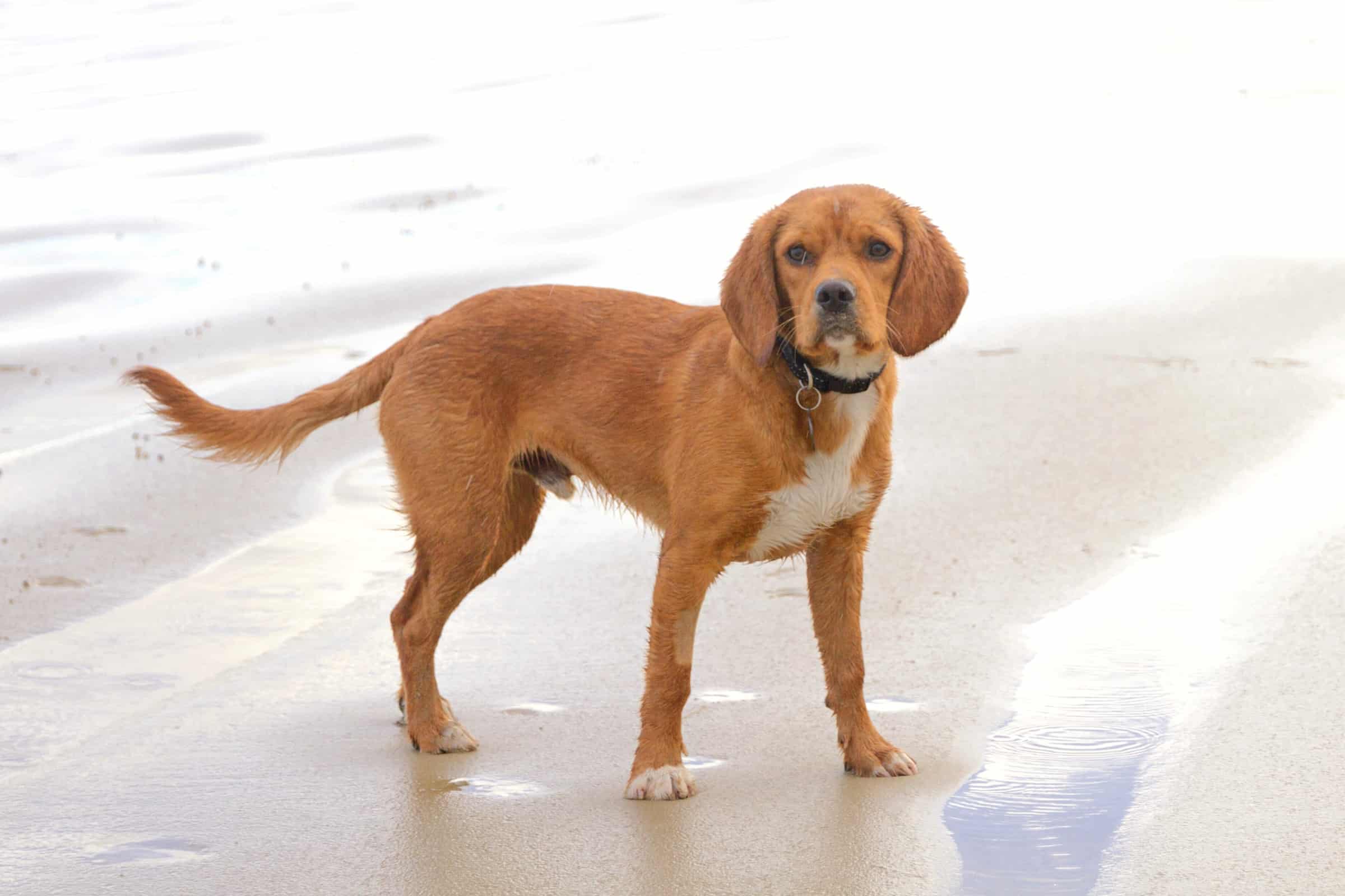 36 Cutest Cavalier King Charles Spaniel Mixes (With Pictures!)