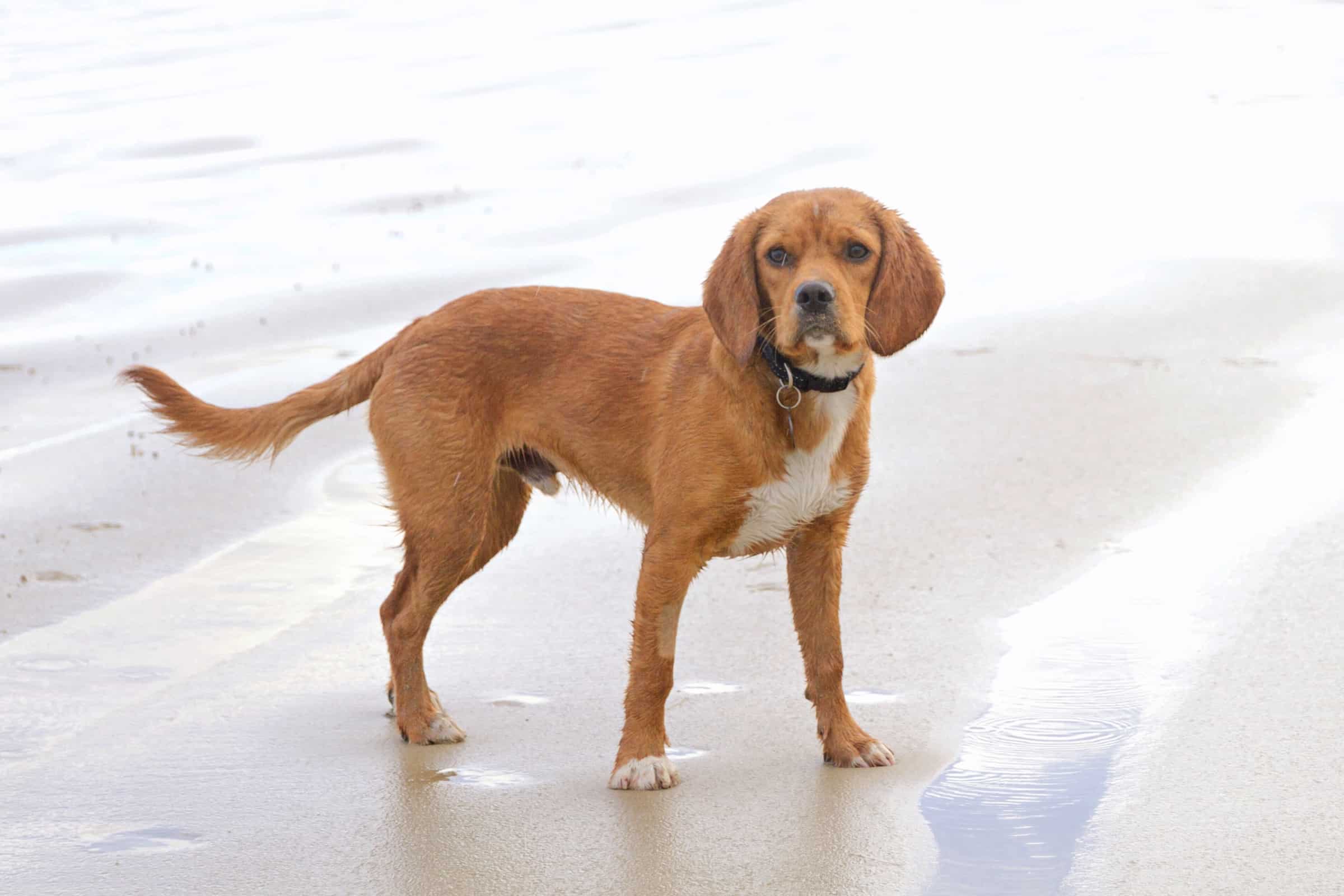 Beagle Mixes: 59 Cute Floppy-Eared Crossbreeds You'll Love