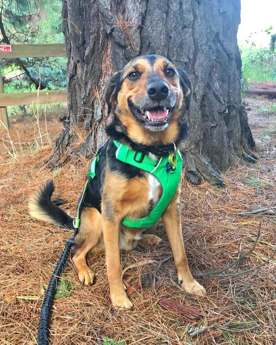 Beagle Mixes: 59 Cute Floppy-Eared Crossbreeds You'll Love