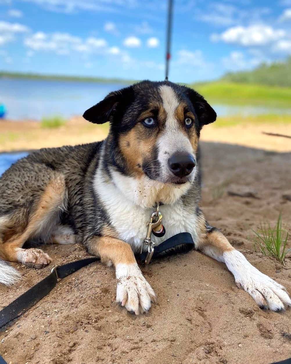 Beagle Mixes: 59 Cute Floppy-Eared Crossbreeds You'll Love