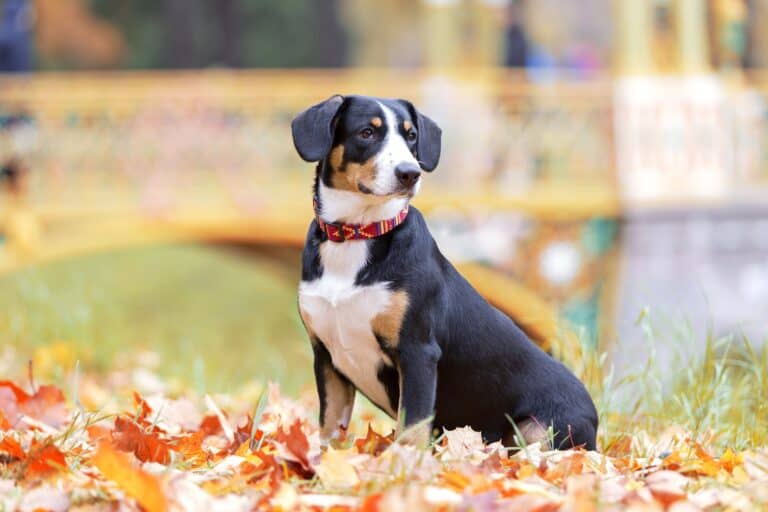 41 Tricolor Dog Breeds: Black, Brown & White (With Pictures!)