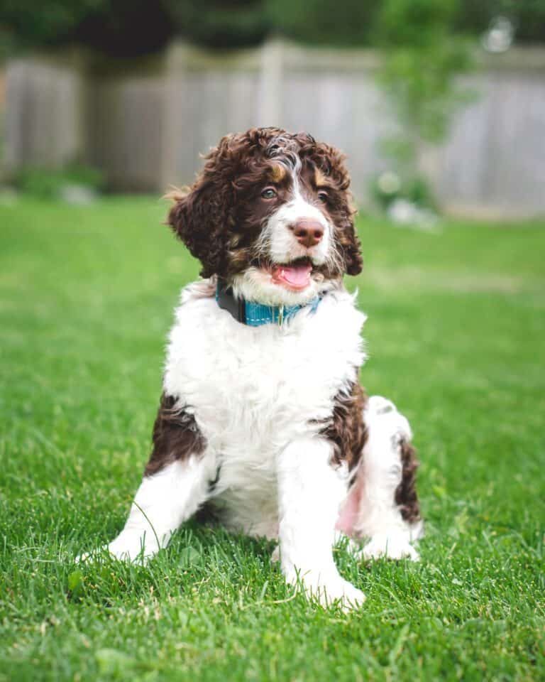 Poodle Mixes: 61 Different Doodle Mixed Breeds (With Pictures)