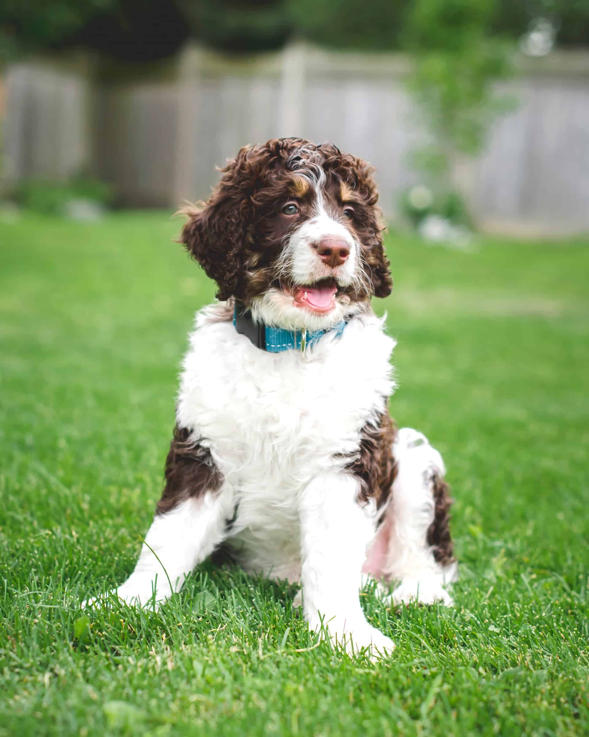 Poodle Mixes: 61 Different Doodle Mixed Breeds (With Pictures)