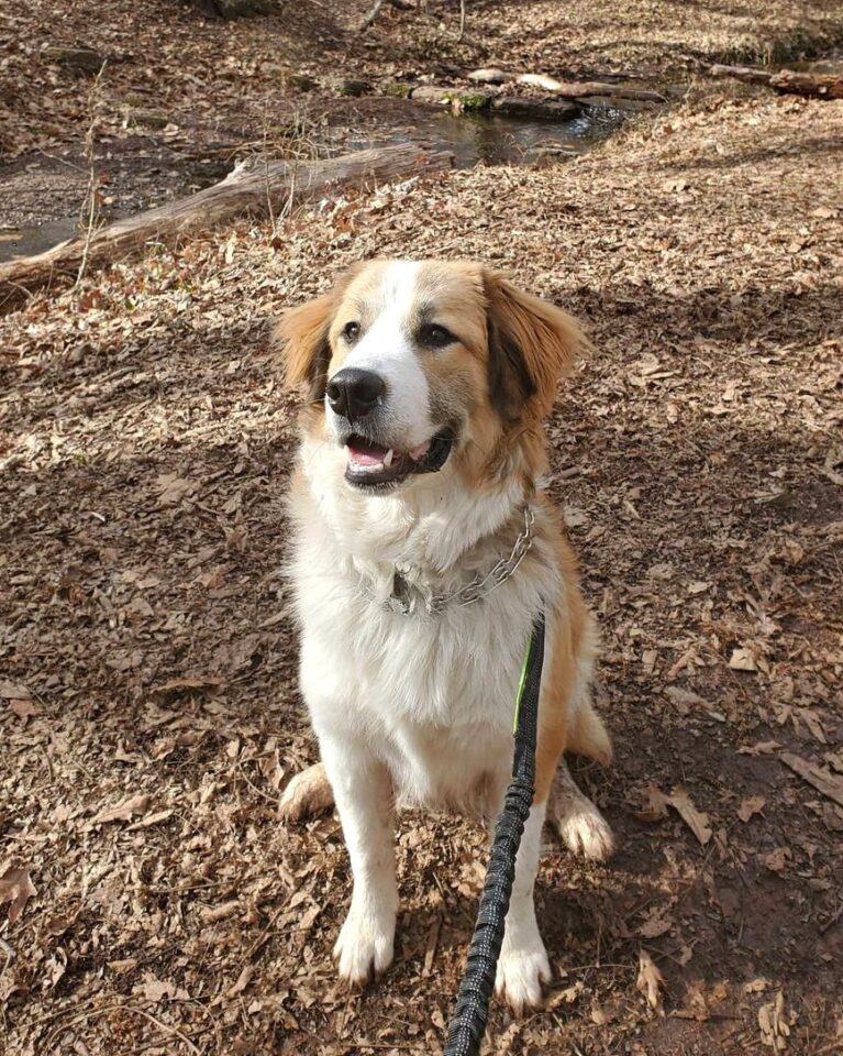 Great Dane Mixes: 43 Extra-Large Crossbreeds! (With Pictures)