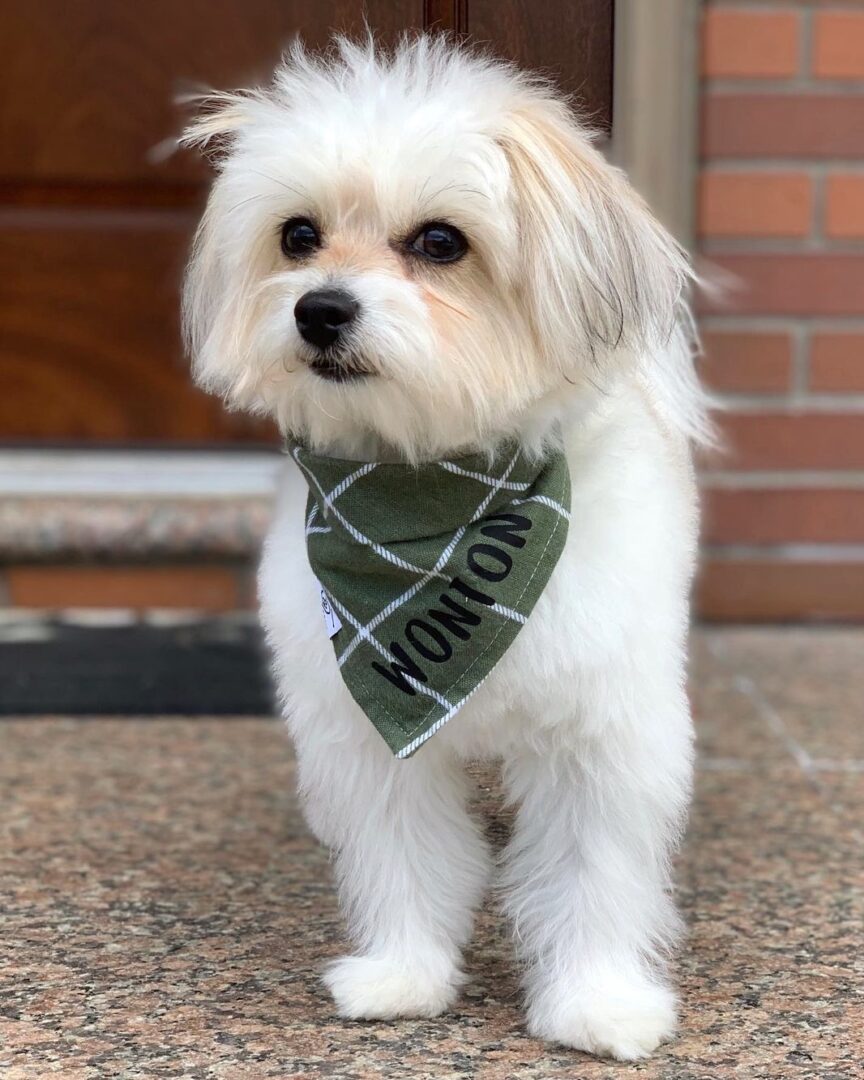 Pomeranian Mixes: 45 Adorable Crossbreeds (With Pictures!)