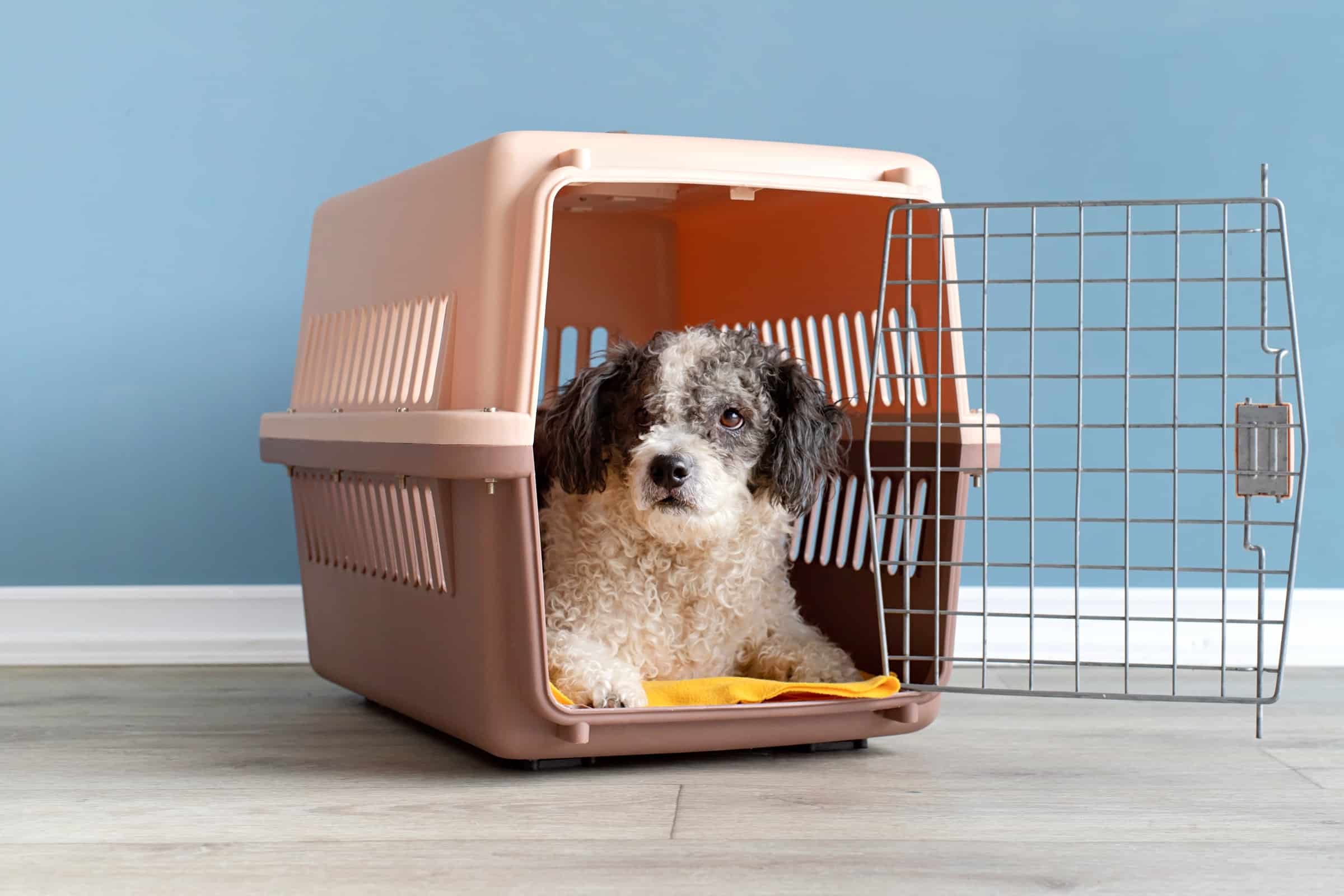 Bichon Frise Mixes: 34 Fluffy Crossbreeds You'll Want to Cuddle