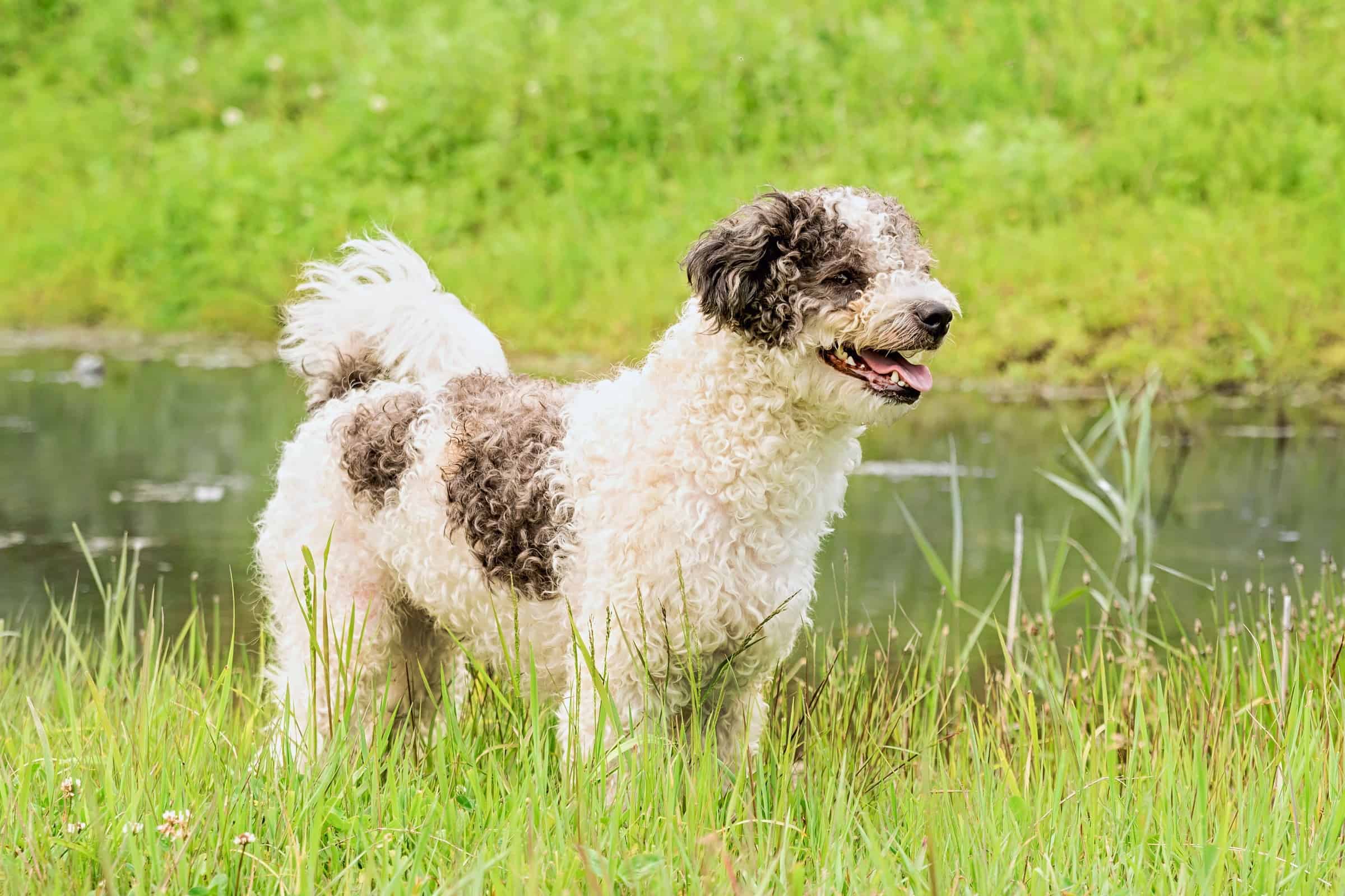 Bichon Frise Mixes: 34 Fluffy Crossbreeds You'll Want to Cuddle