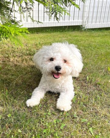 Bichon Frise Mixes: 34 Fluffy Crossbreeds You'll Want to Cuddle