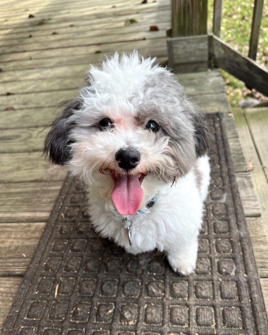 Bichon Frise Mixes: 34 Fluffy Crossbreeds You'll Want to Cuddle