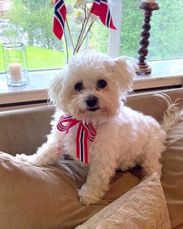 Bichon Frise Mixes: 34 Fluffy Crossbreeds You'll Want to Cuddle