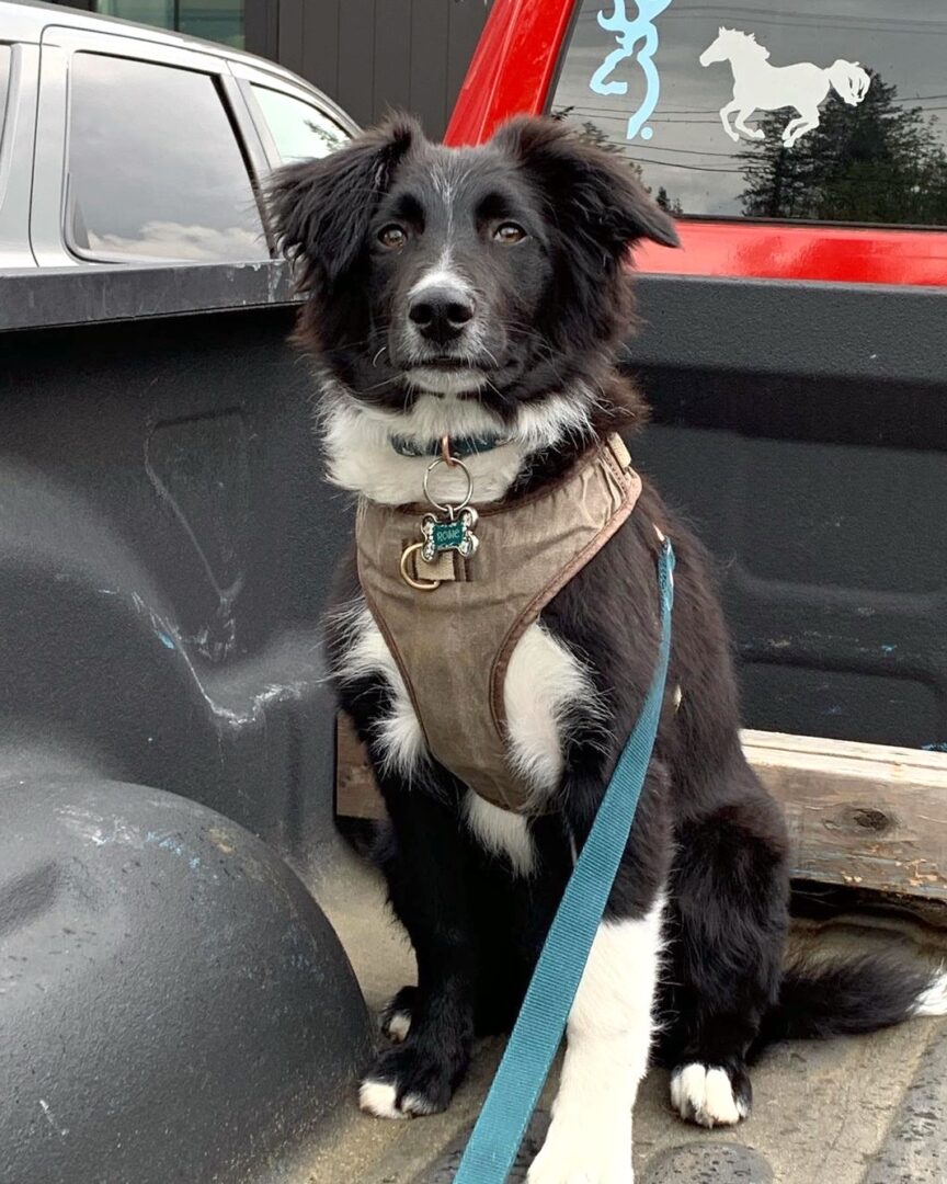 Hanging Tree Dog | Dog Breed Information, Pictures & Facts