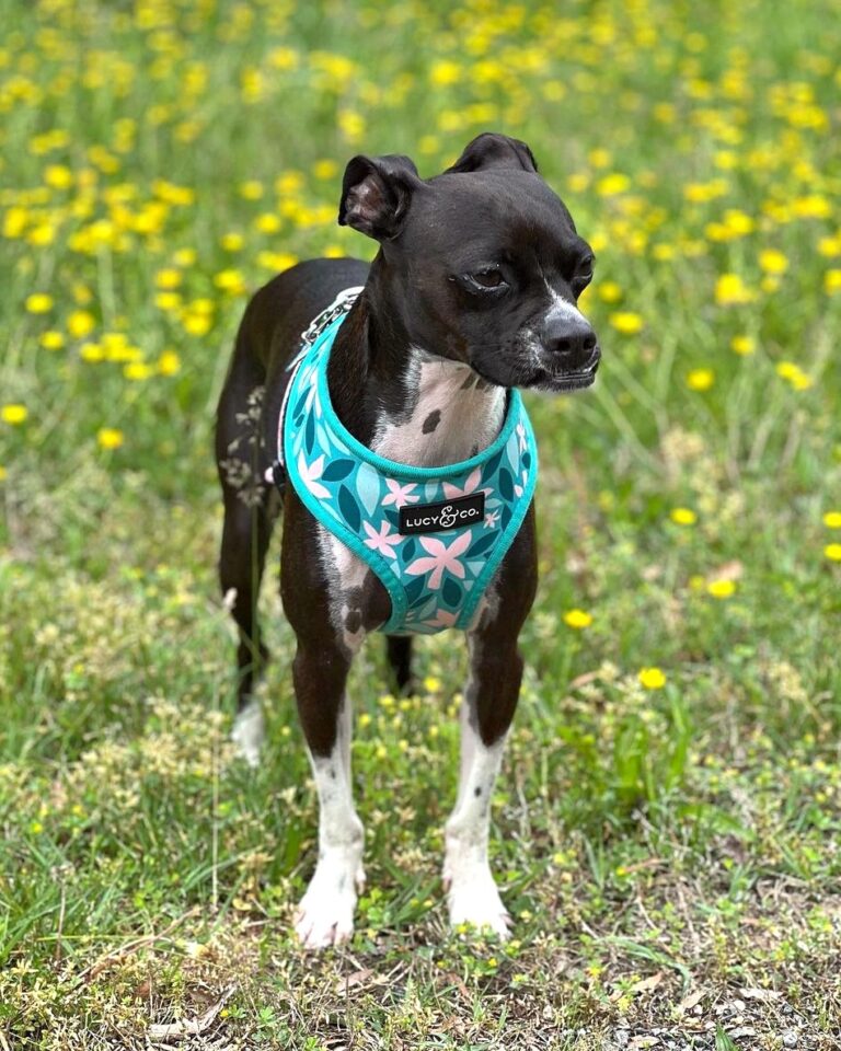 Dachshund Mixes: 46 Adorable Doxie Crossbreeds You'll Love!