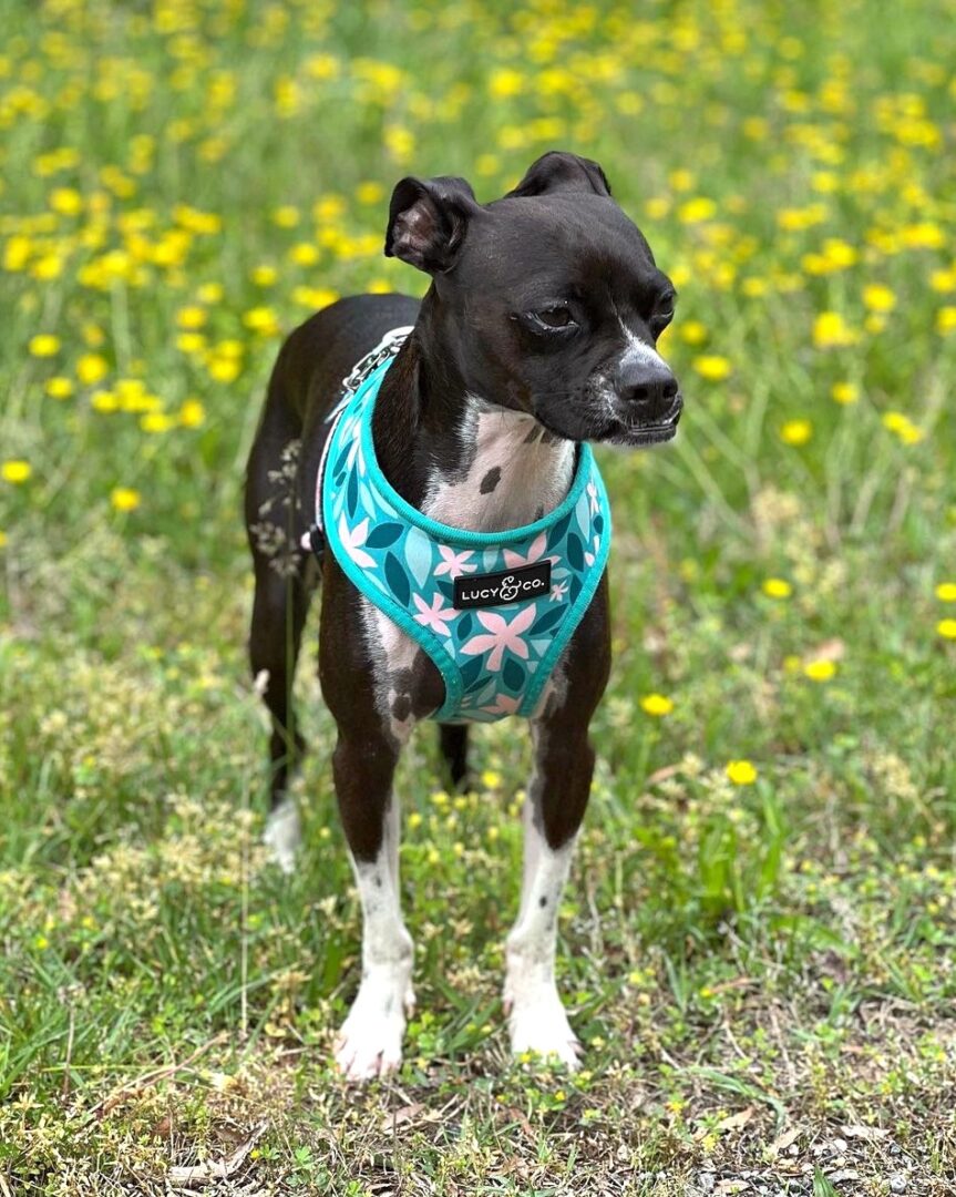 Dachshund Mixes: 46 Adorable Doxie Crossbreeds You'll Love!