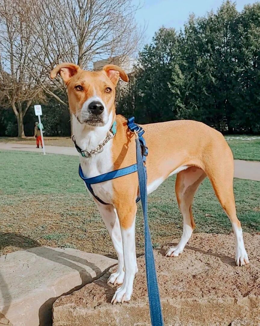 Beagle Mixes: 59 Cute Floppy-Eared Crossbreeds You'll Love