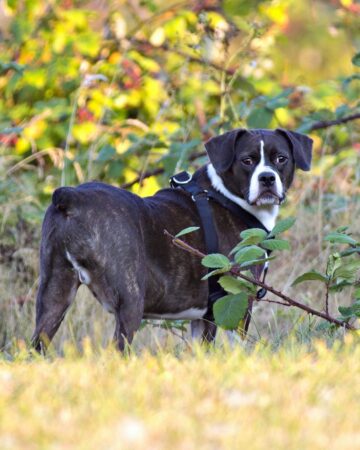 Beagle Mixes: 59 Cute Floppy-Eared Crossbreeds You'll Love