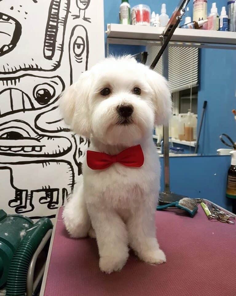 Maltese Mixes: 41 Different Maltese Crossbreeds You'll Love