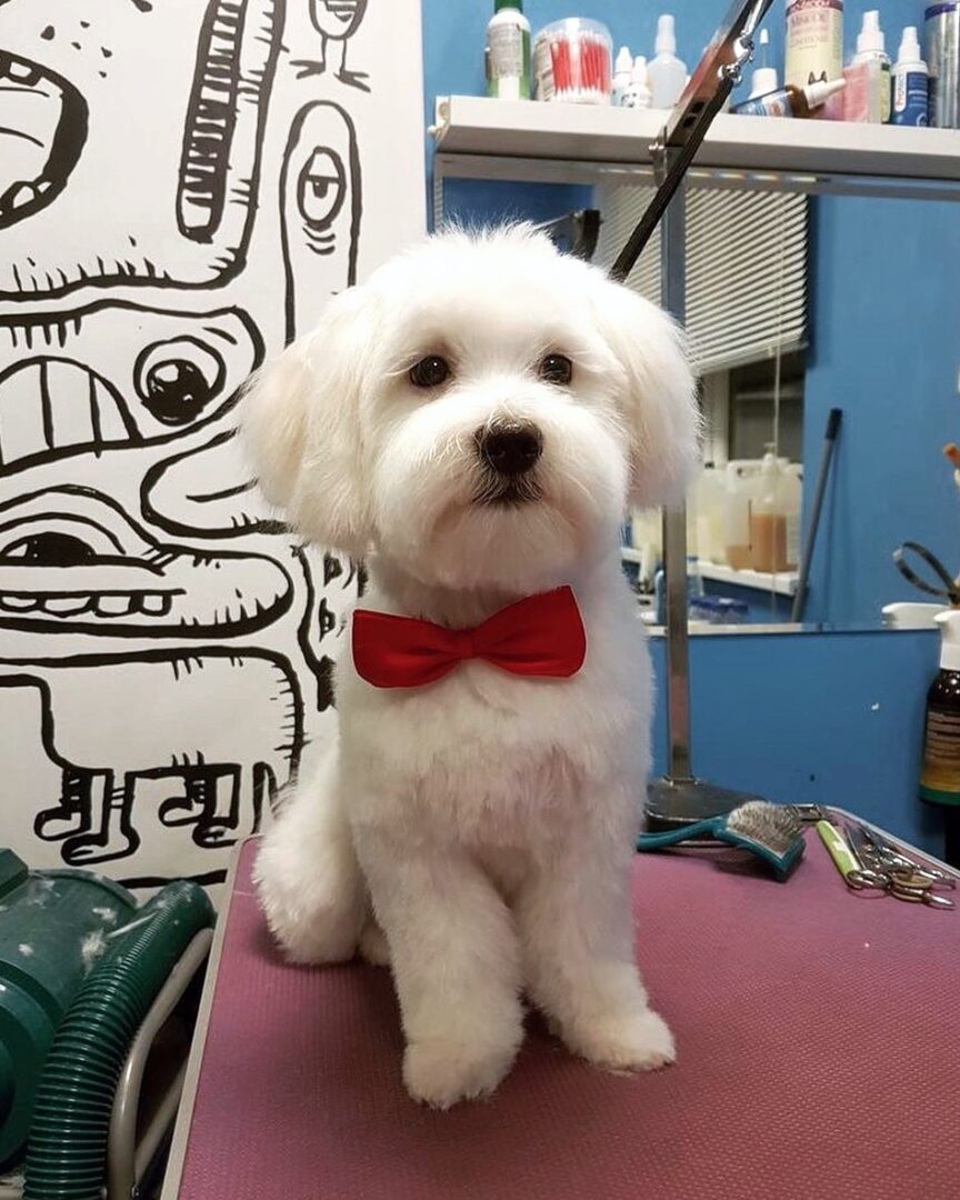 Maltese Mixes: 41 Different Maltese Crossbreeds You'll Love