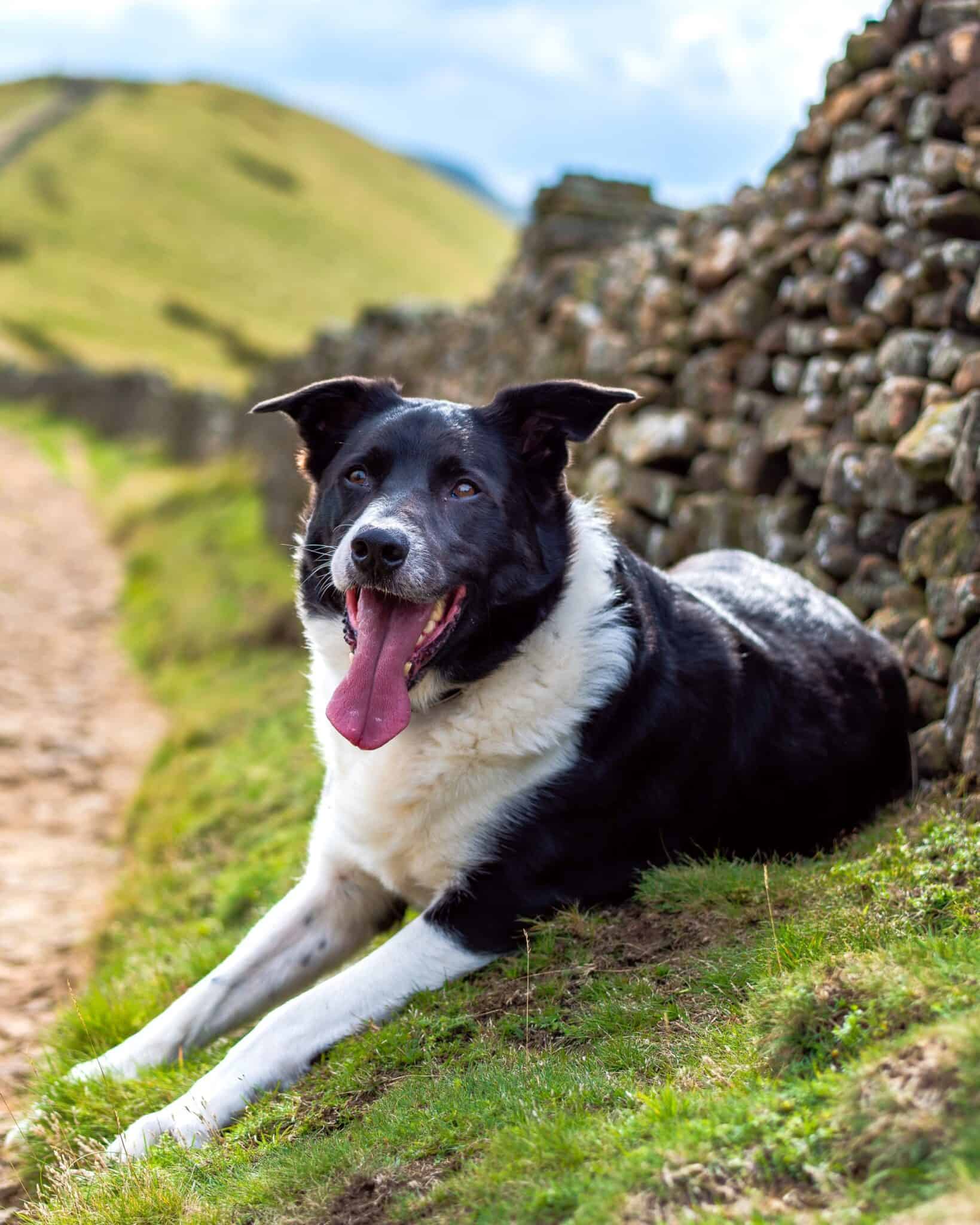 Labrador Retriever Mixes: 57 Lab Crossbreeds (With Pictures!)