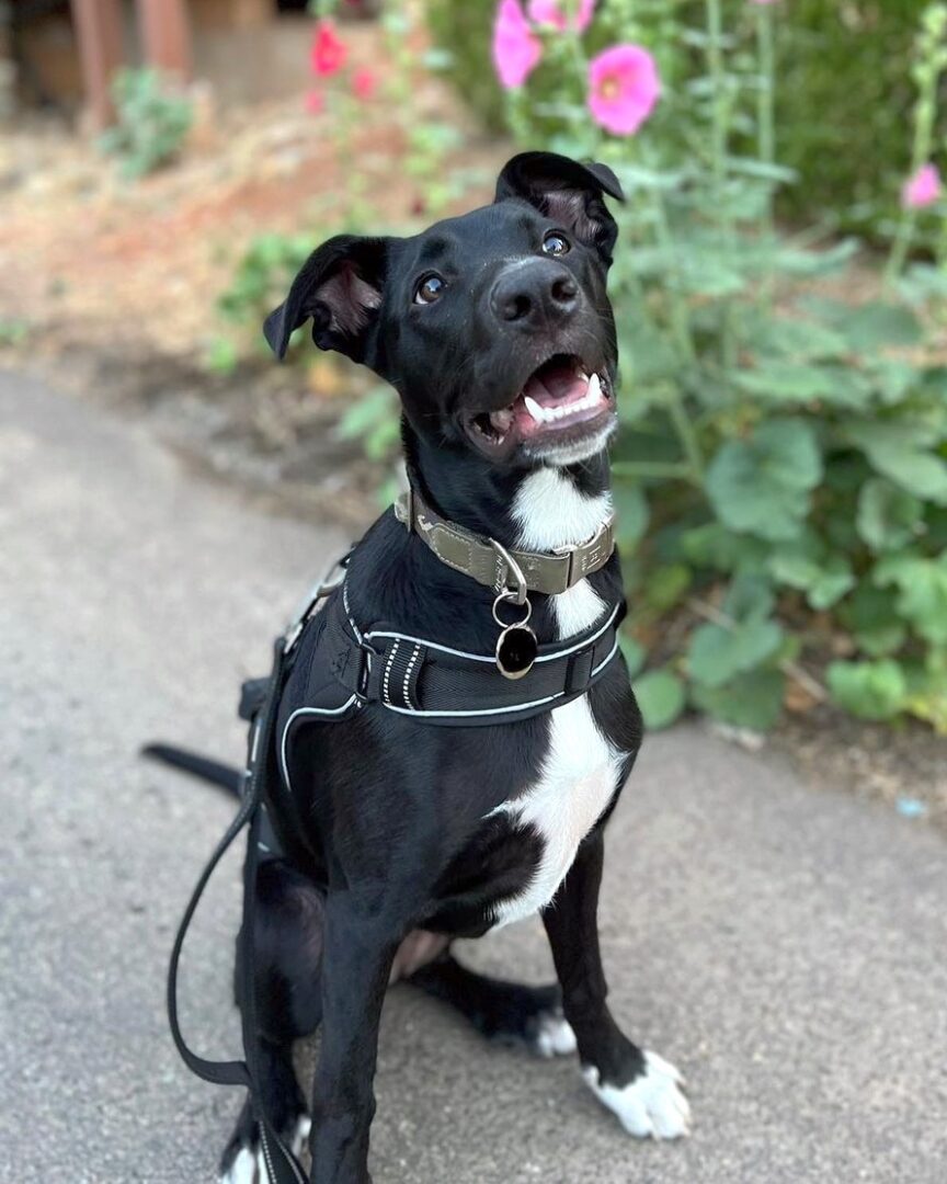 Border Collie Mixes: 43 Fascinating Crossbreeds You'll Love