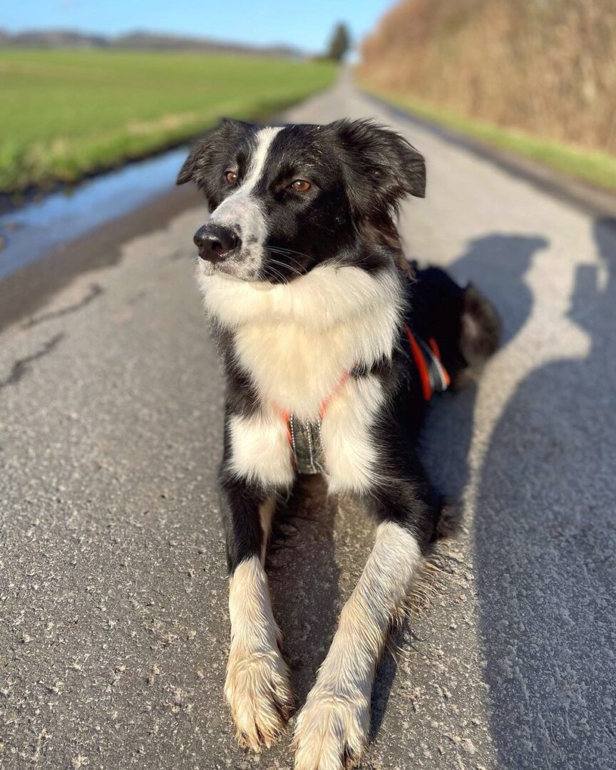 Border Collie Mixes: 43 Fascinating Crossbreeds You'll Love