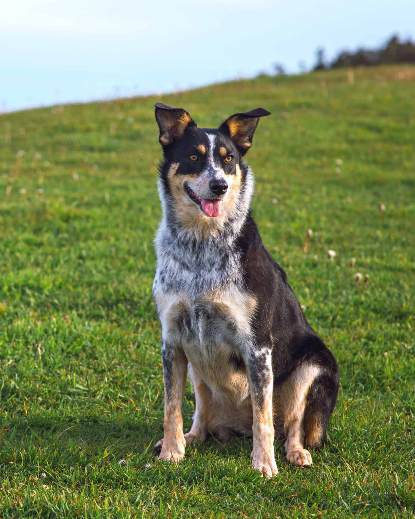 Beagle Mixes: 59 Cute Floppy-Eared Crossbreeds You'll Love