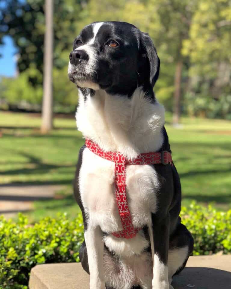 Pug Mixed Breeds: 60 Perfect Pug Mixes You'll Want to Adopt