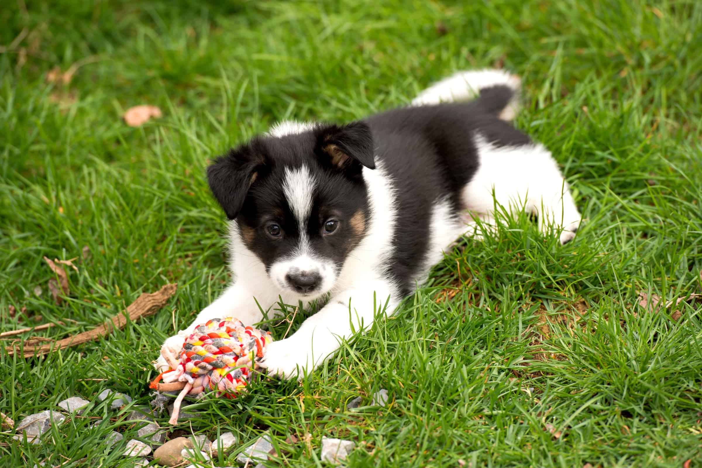 Border Collie Mixes: 43 Fascinating Crossbreeds You'll Love