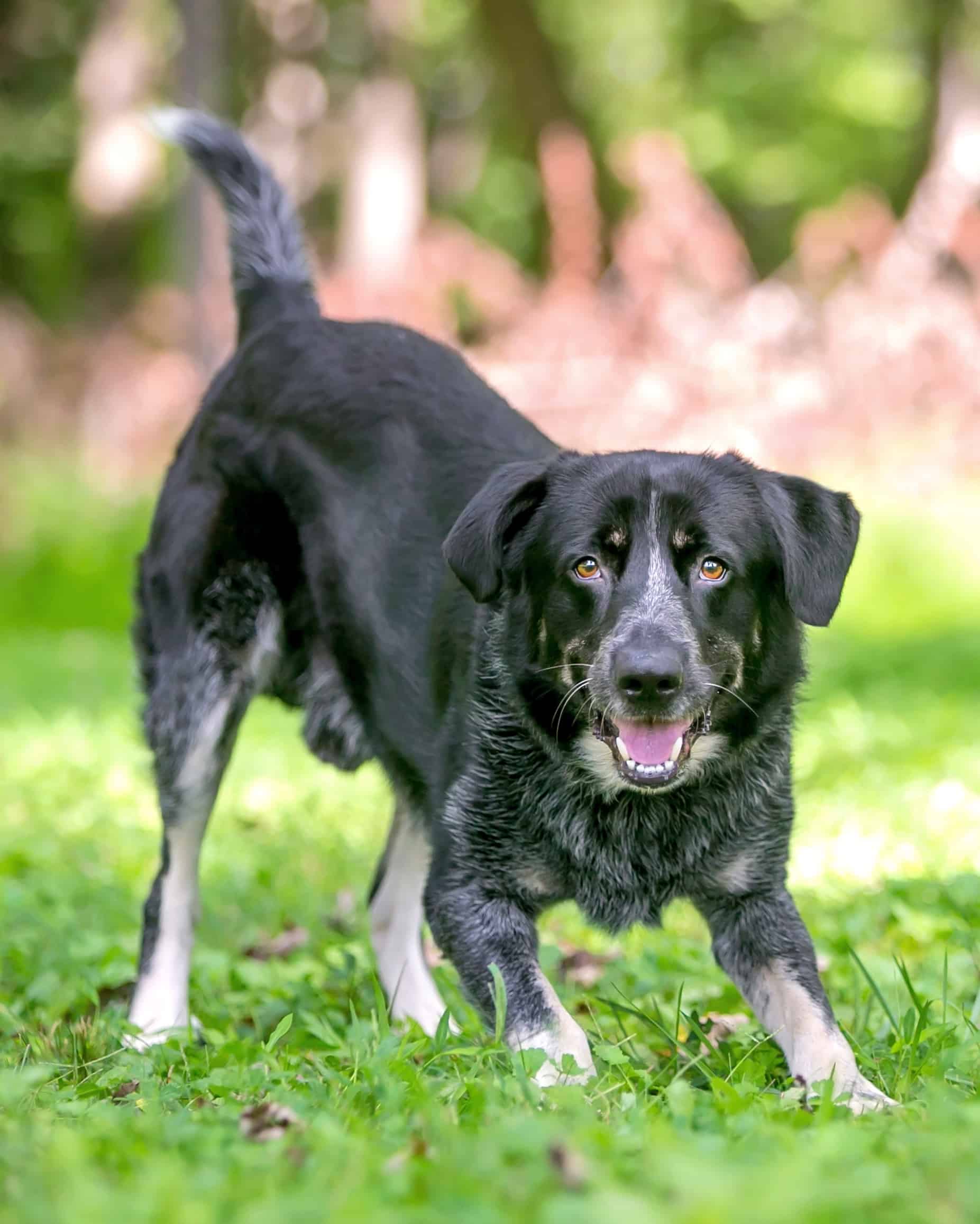 Border Collie Mixes: 43 Fascinating Crossbreeds You'll Love