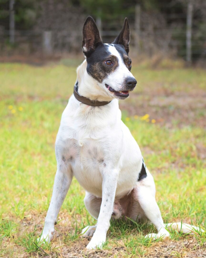 Border Collie Mixes: 43 Fascinating Crossbreeds You'll Love