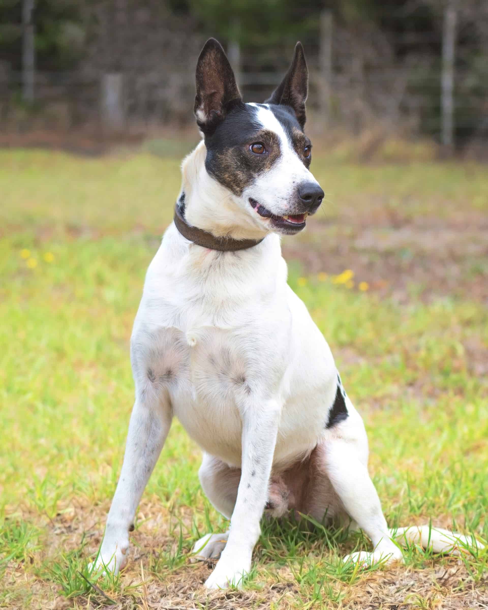 Border Collie Mixes: 43 Fascinating Crossbreeds You'll Love