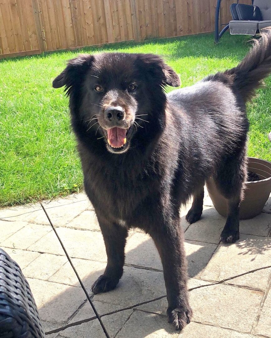 Border Collie Mixes: 43 Fascinating Crossbreeds You'll Love