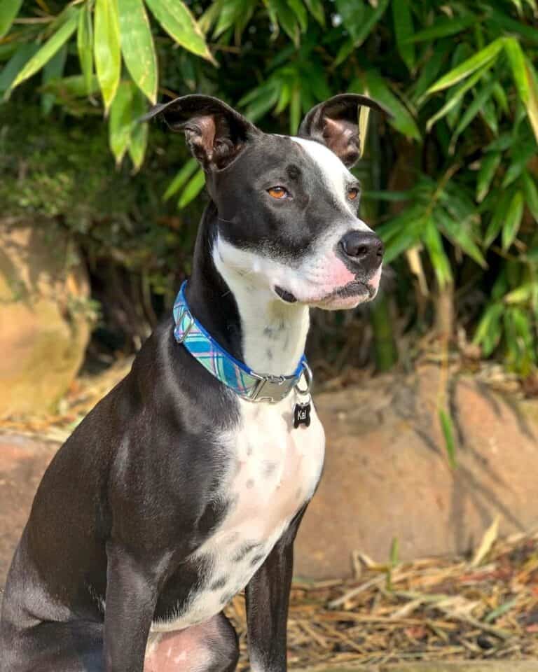 Border Collie Mixes: 43 Fascinating Crossbreeds You'll Love