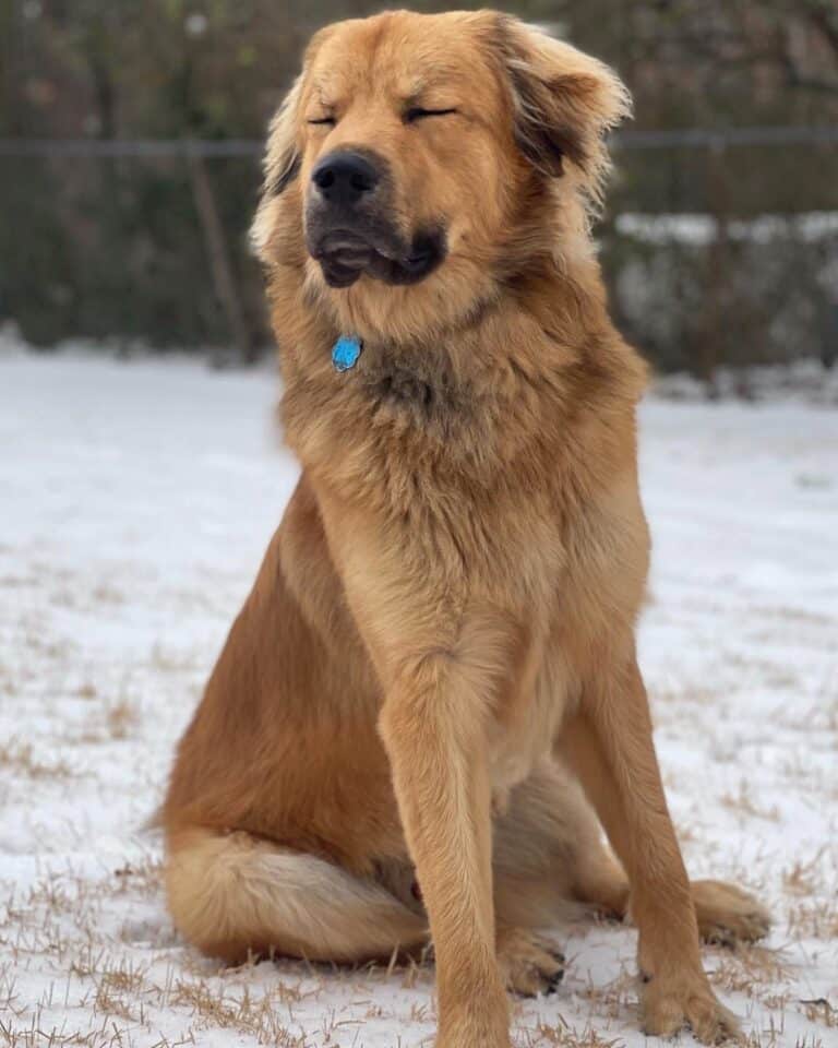 Border Collie Mixes: 43 Fascinating Crossbreeds You'll Love