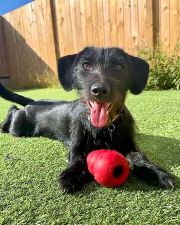 Border Collie Mixes: 43 Fascinating Crossbreeds You'll Love