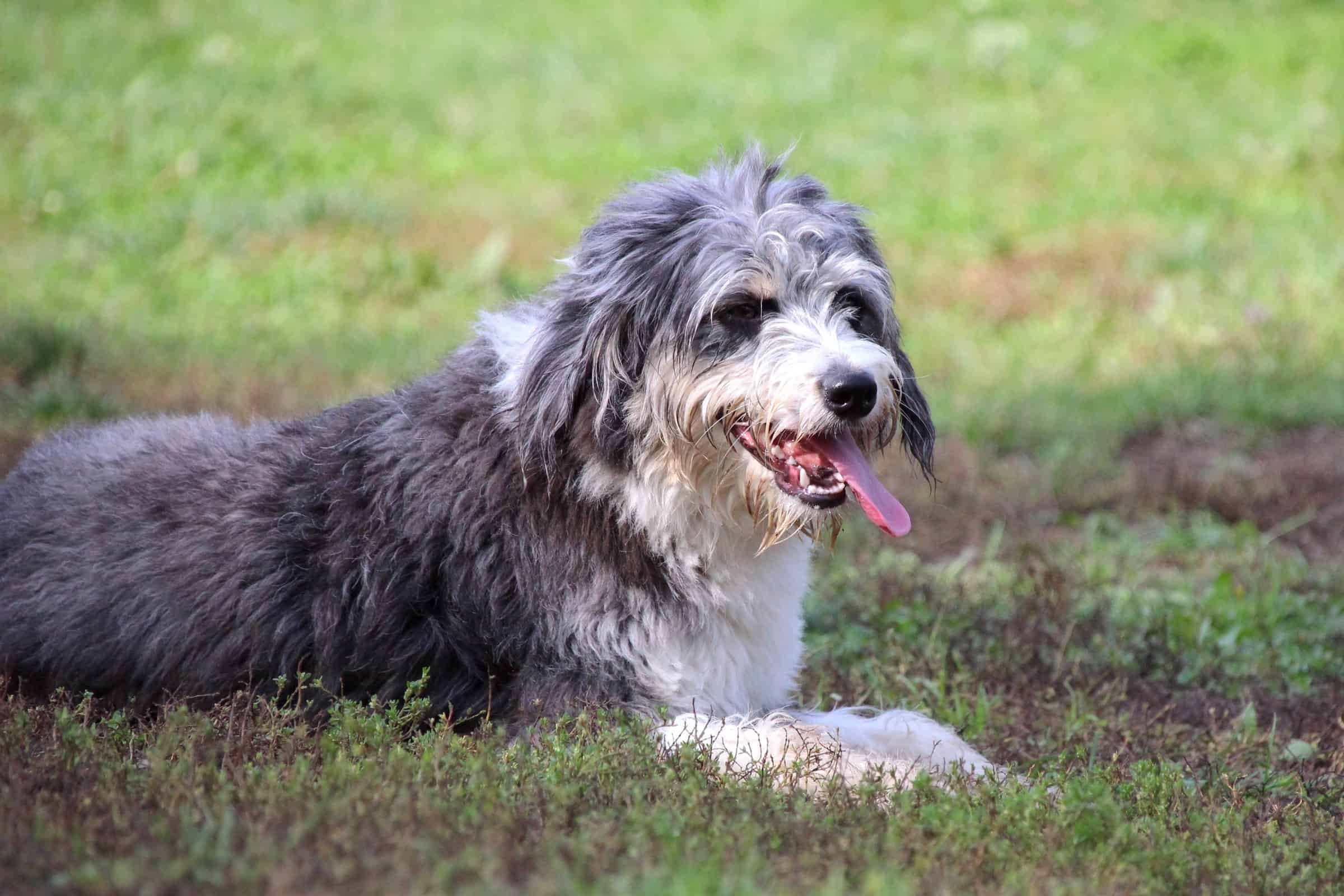 Border Collie Mixes: 43 Fascinating Crossbreeds You'll Love