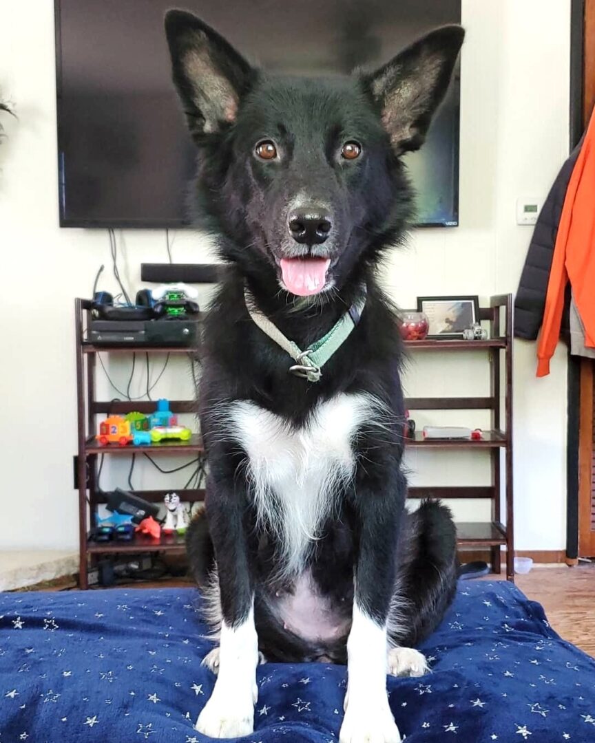 Border Collie Mixes: 43 Fascinating Crossbreeds You'll Love