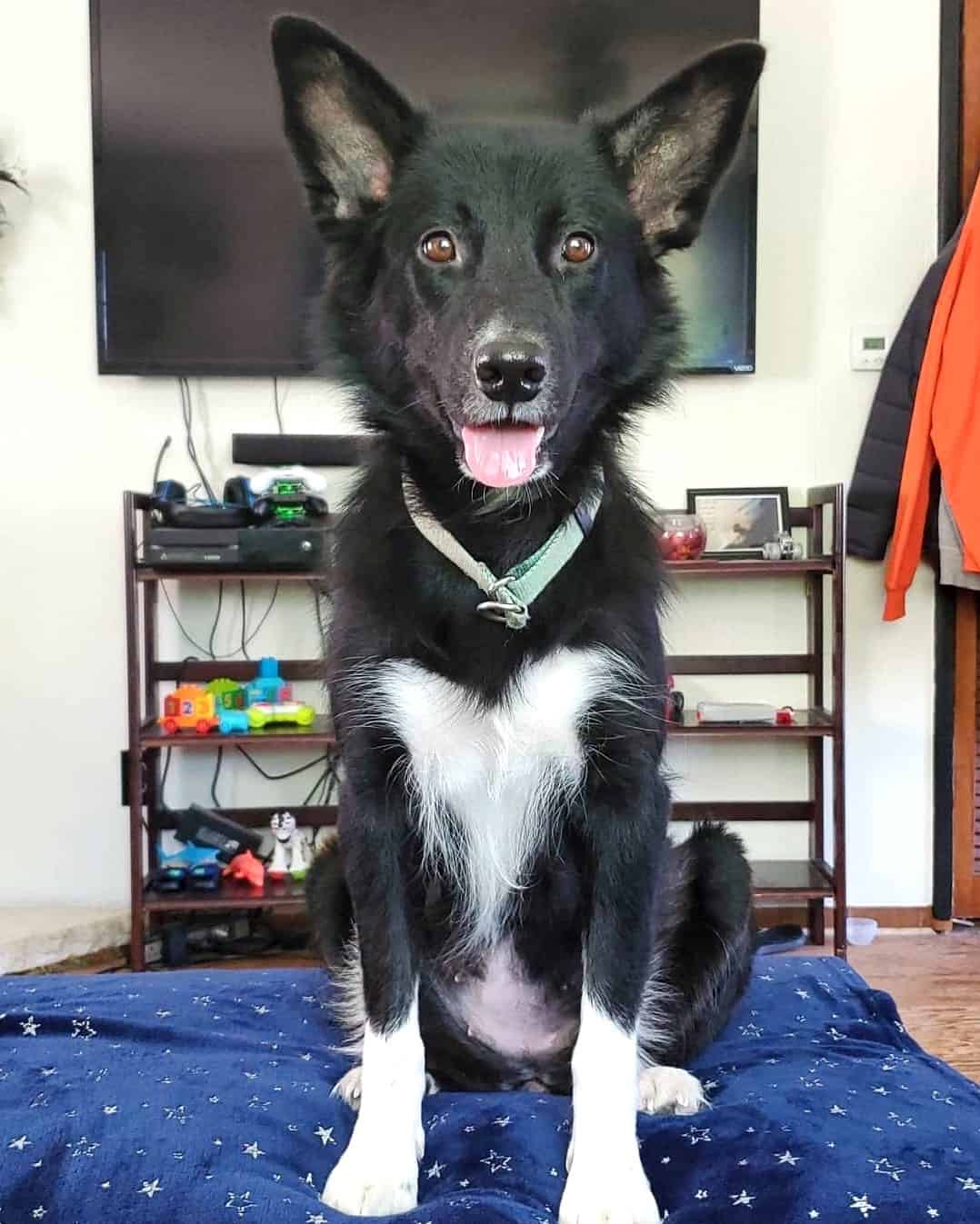 Border Collie Mixes: 43 Fascinating Crossbreeds You'll Love